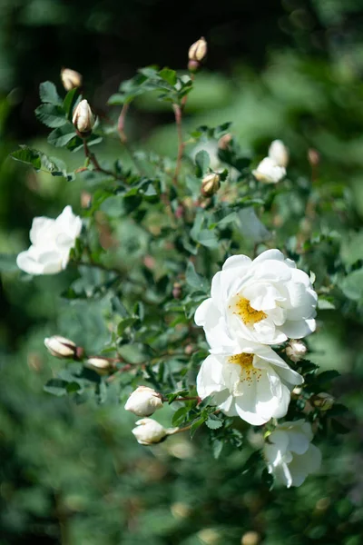 White rose shrub Stock Photos, Royalty Free White rose shrub Images ...