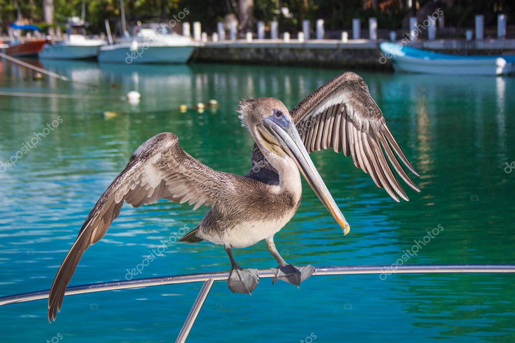 Primer Plano De Un Pelícano Gris Sentado En Un Barco Pelícano Extendió