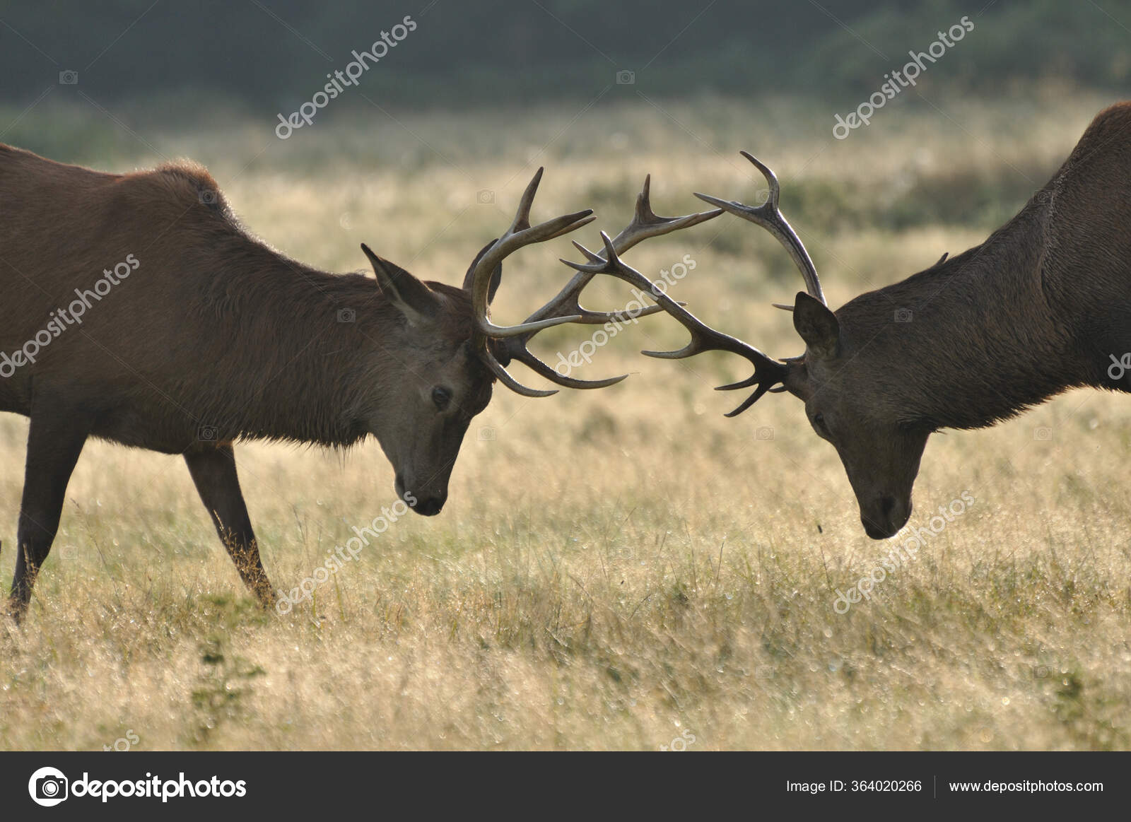 Face Face Red Deer — Stock Photo © photoknop.onet.eu #364020266