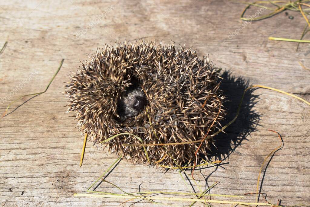 Erinaceus europaeus, también conocido como erizo de Europa Occidental o ...