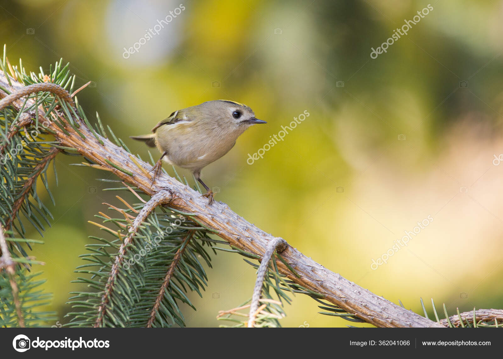 Continental Goldcrest Regulus Regulus Bird Sits Fir Branch — Stock ...