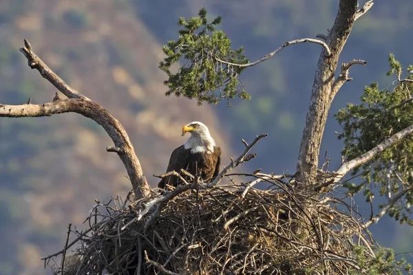 Eagle Los Angeles Valley Foothills Stock Photo by ©KGriff 188046486