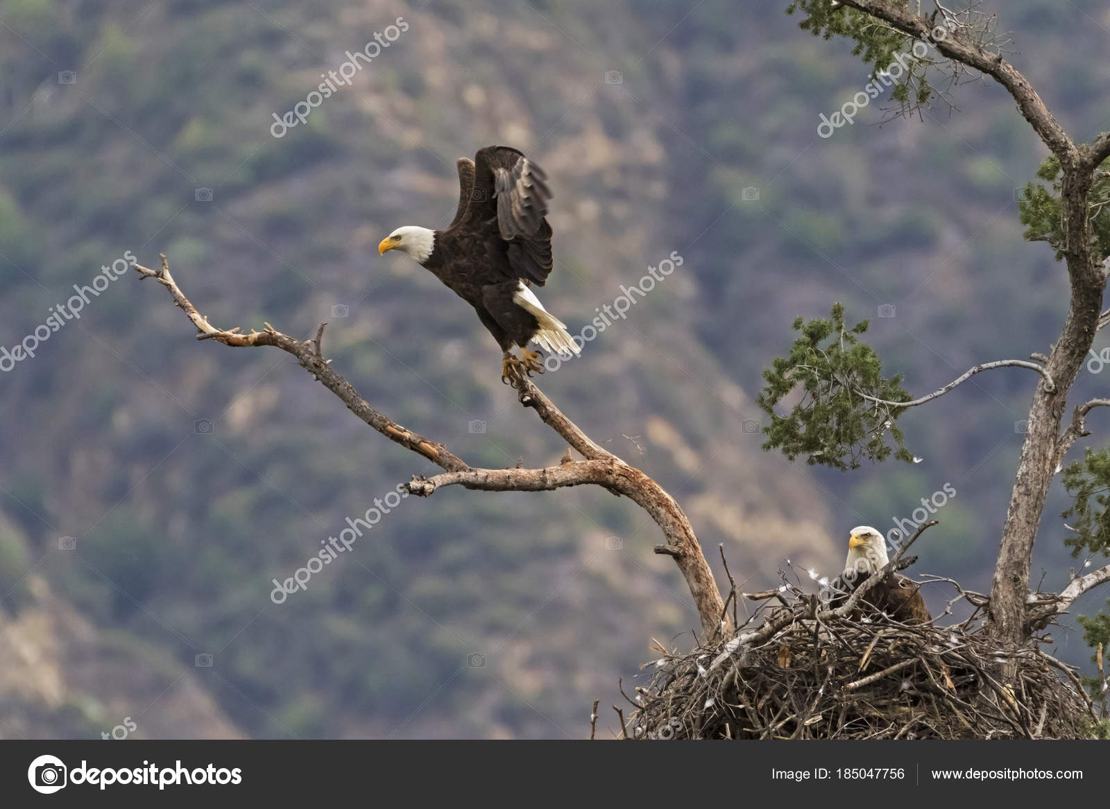 Eagle Los Angeles Foothills — Stock Photo © KGriff #185047756
