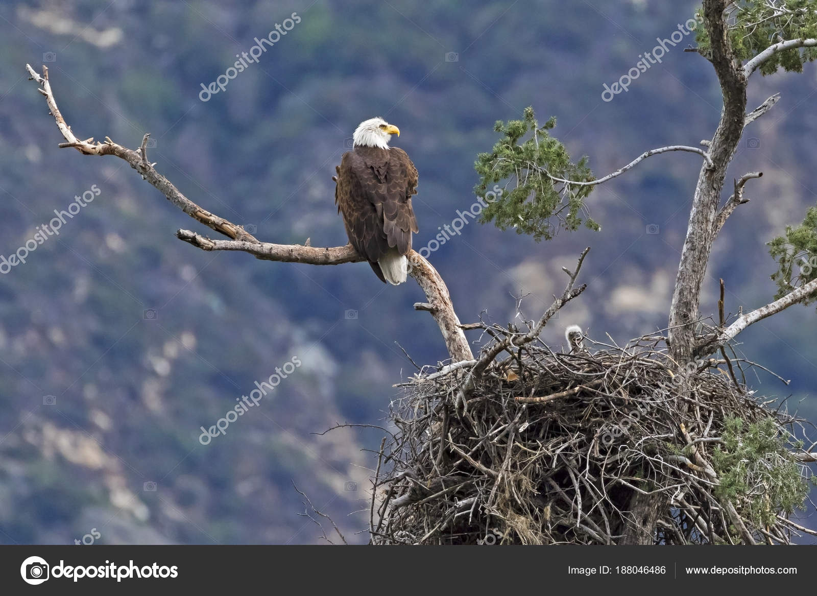 Eagle Los Angeles Valley Foothills Stock Photo by ©KGriff 188046486
