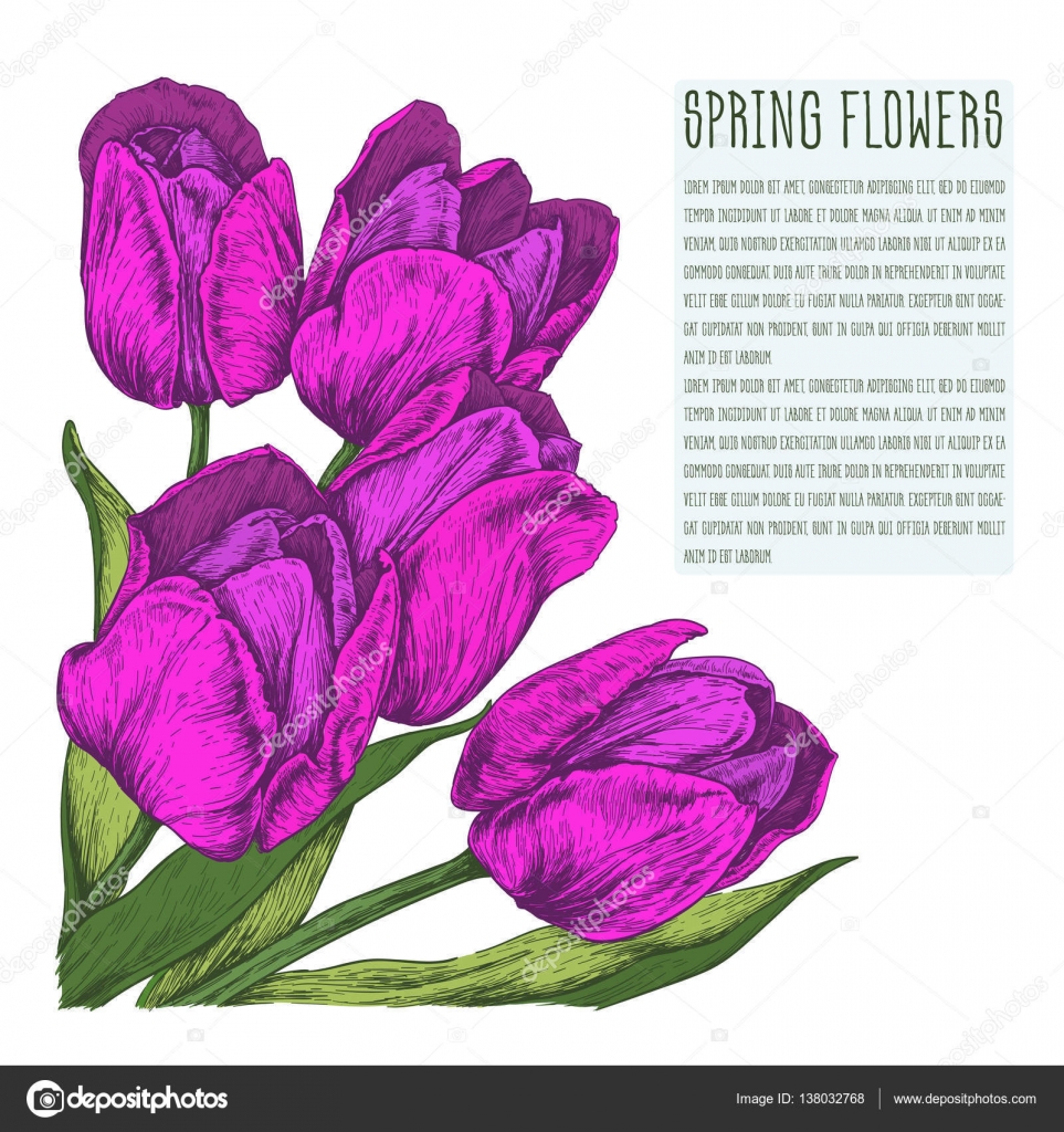 Hand drawn purple flowers Stock Vector Image by ©Diana_Pryadieva #138032768