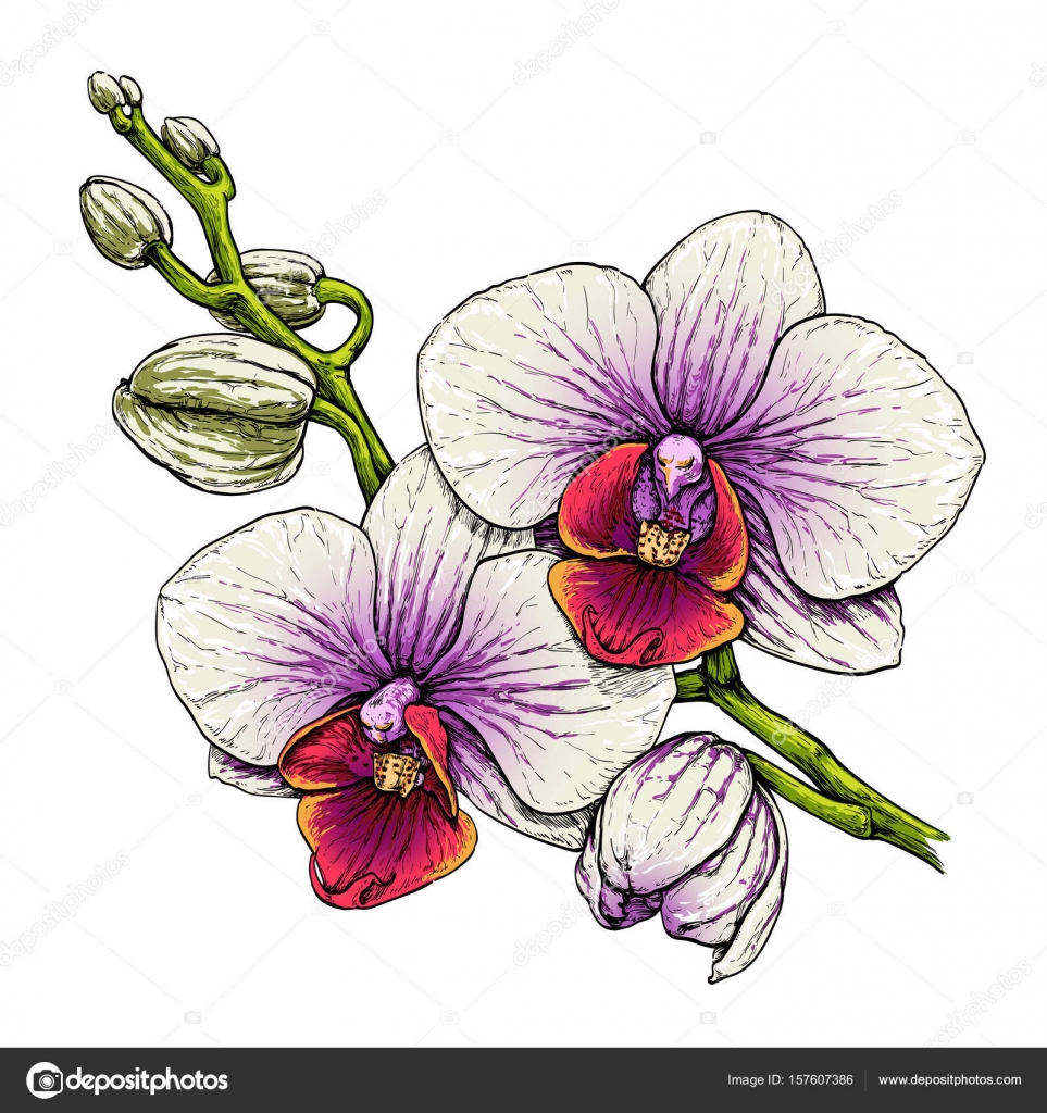 Hand Drawn Orchid Branch Stock Vector Image By ©diana Pryadieva 157607386