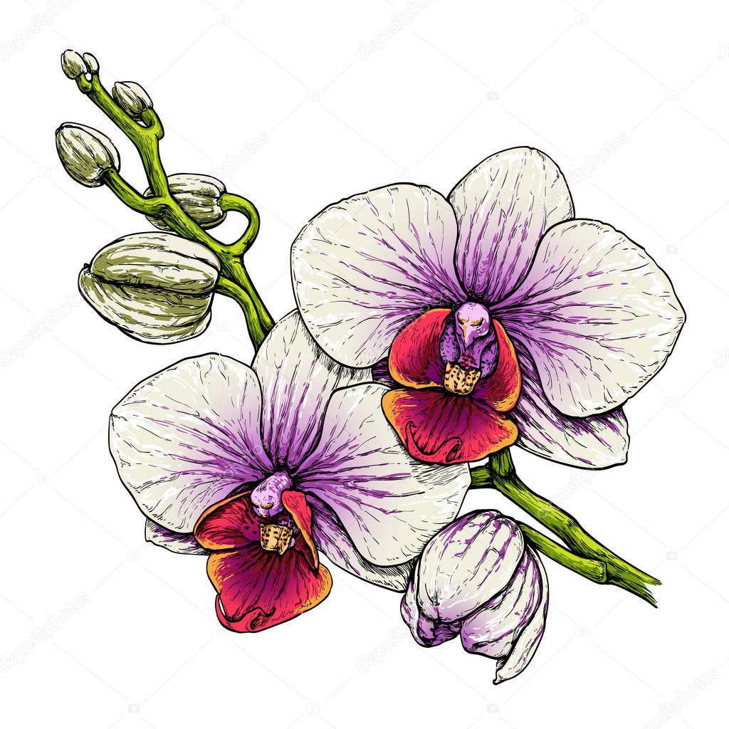 Hand Drawn Orchid Branch — Stock Vector © Diana Pryadieva 157607386