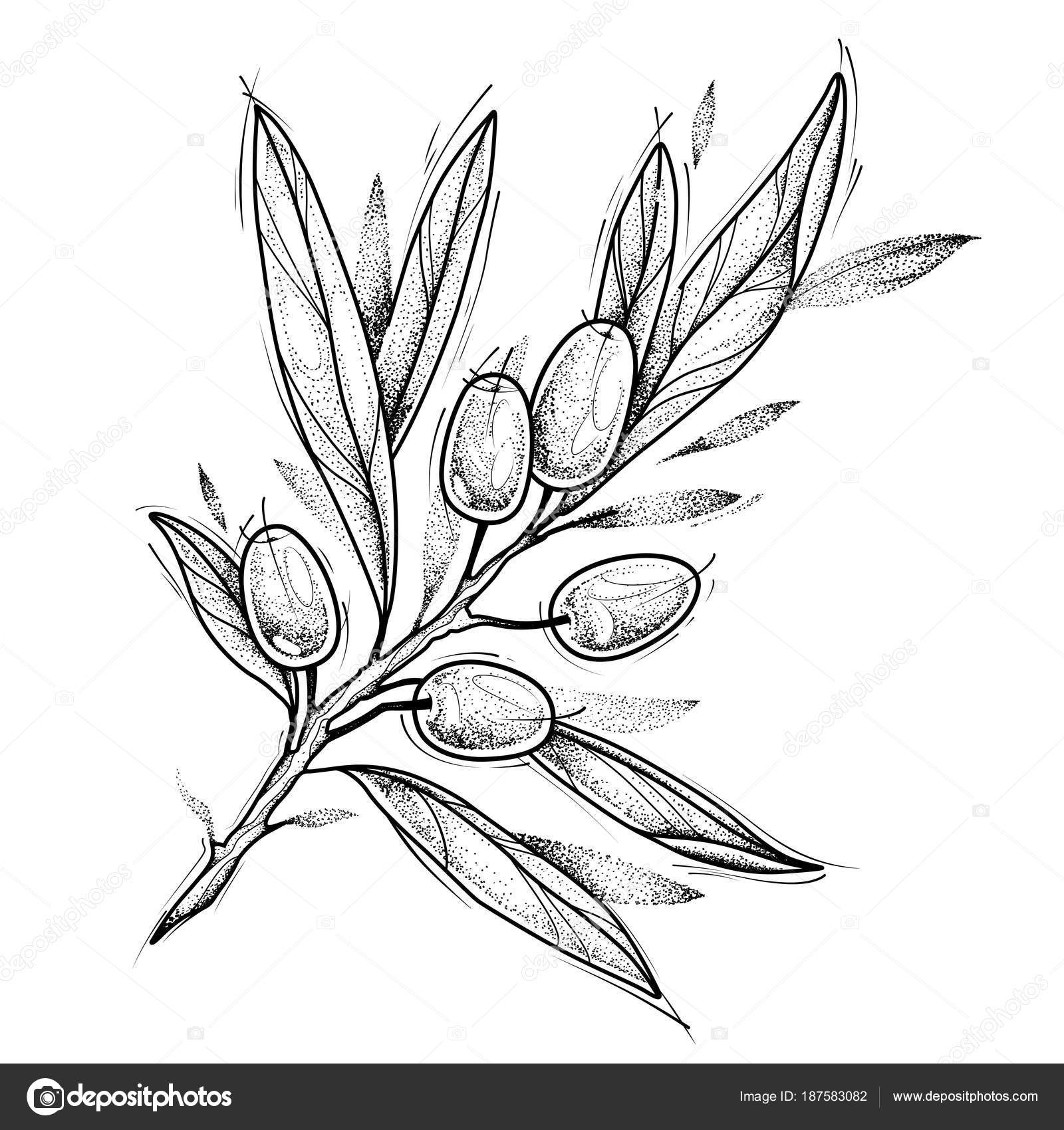 Ramo Dulivo Disegno Del Tatuaggio Illustrazione Vettoriale Isolata