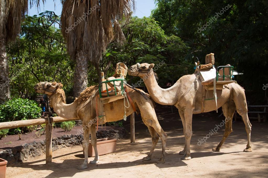 Saddled camels, palm trees and blue sky — Stock Photo © munich1 #125698394
