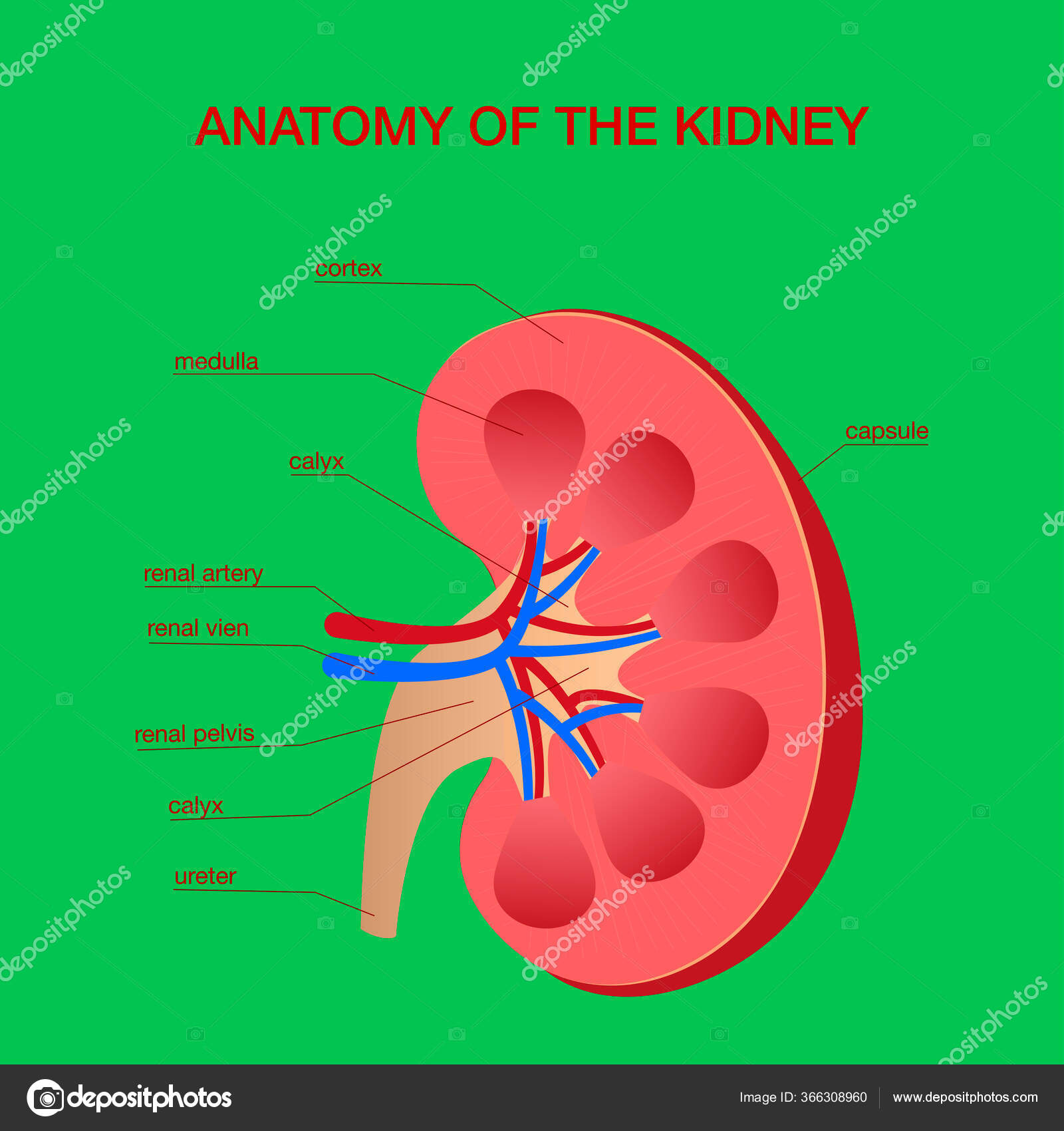 Diagrama De Rim Humano Riñón Wikipedia, La Enciclopedia Libre