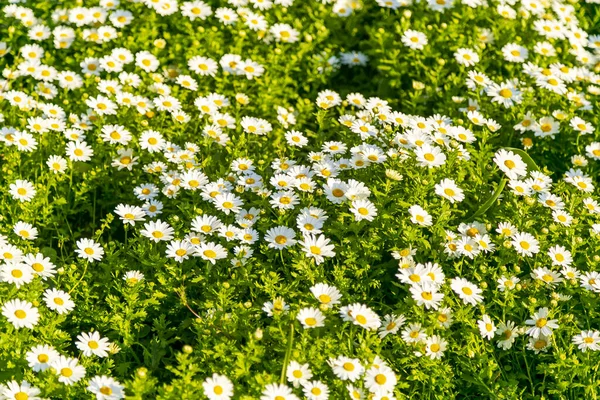 Textura de daisy sem fim Stock Photos, Royalty Free Textura de daisy ...