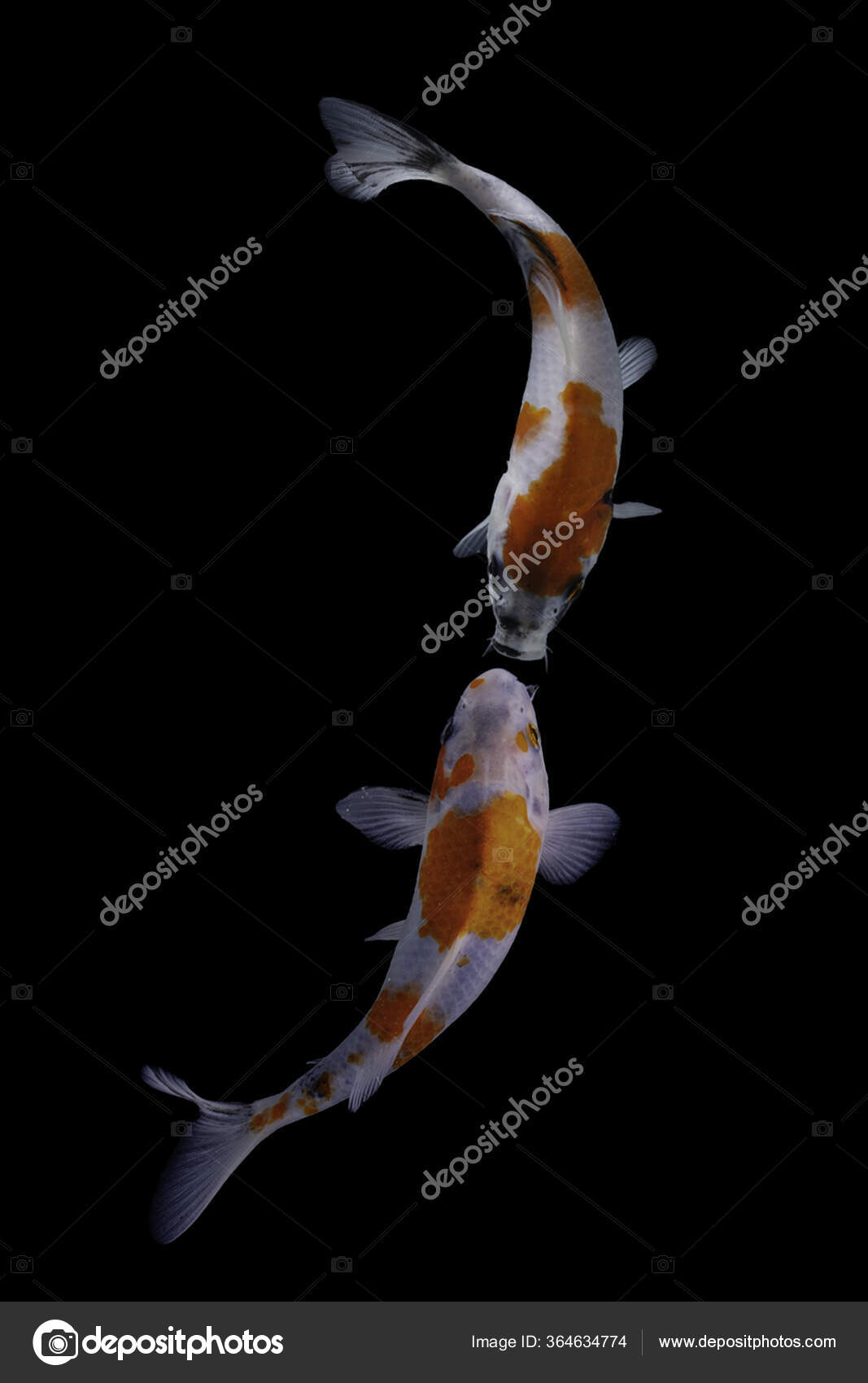 Most Beautiful Koi Fish