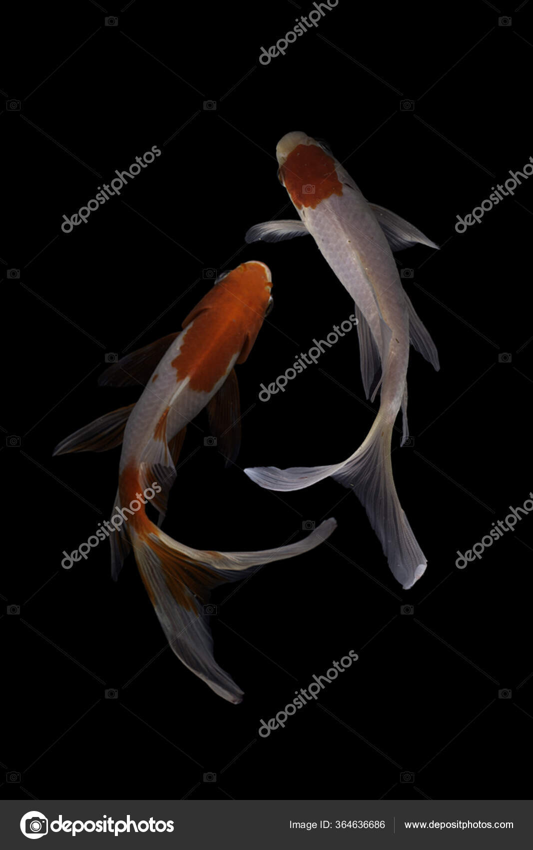 Koi Fish Domesticated Version Common Carp Fish Most Famous Its — Stock ...