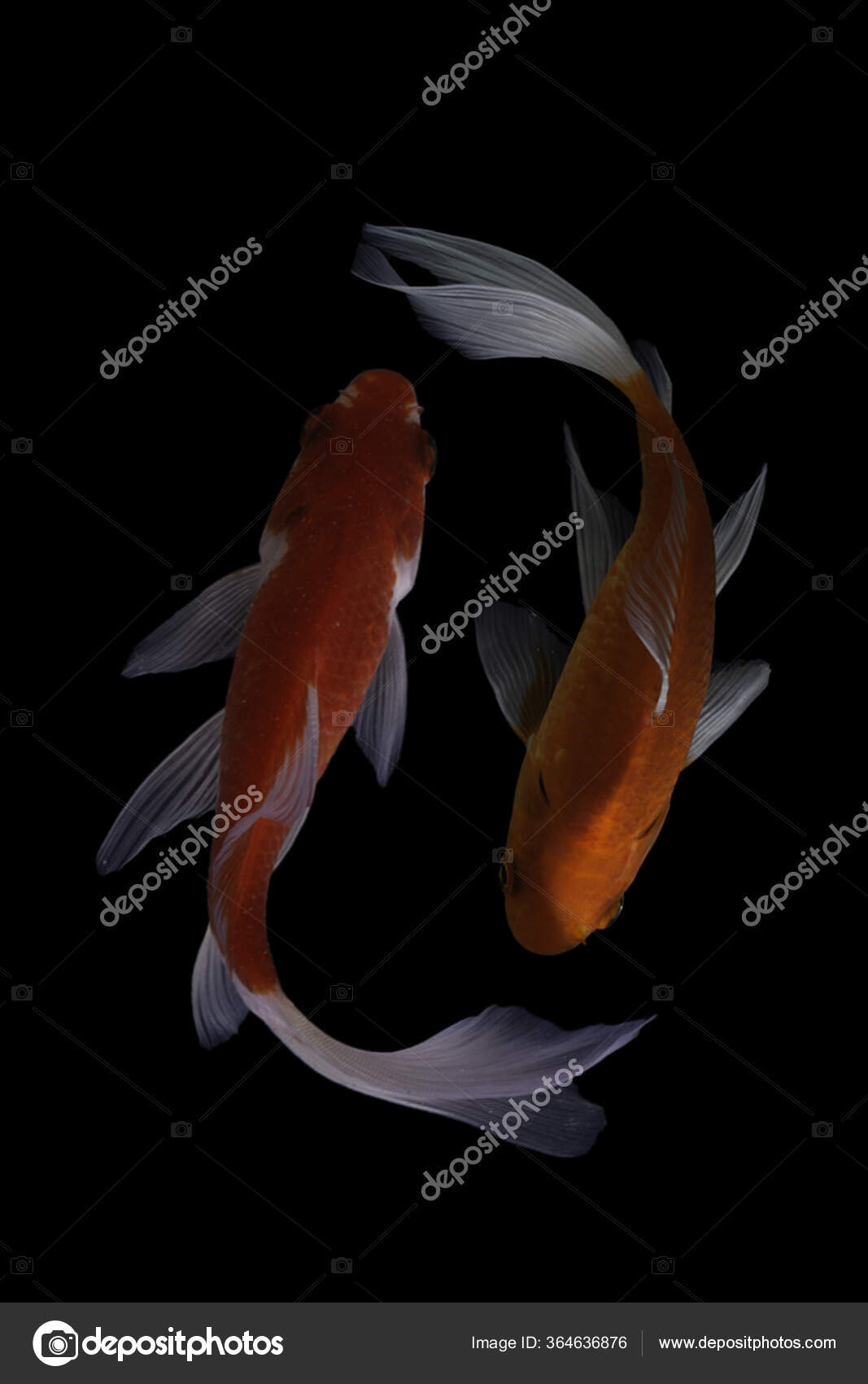 Koi Carp Fish Breeding