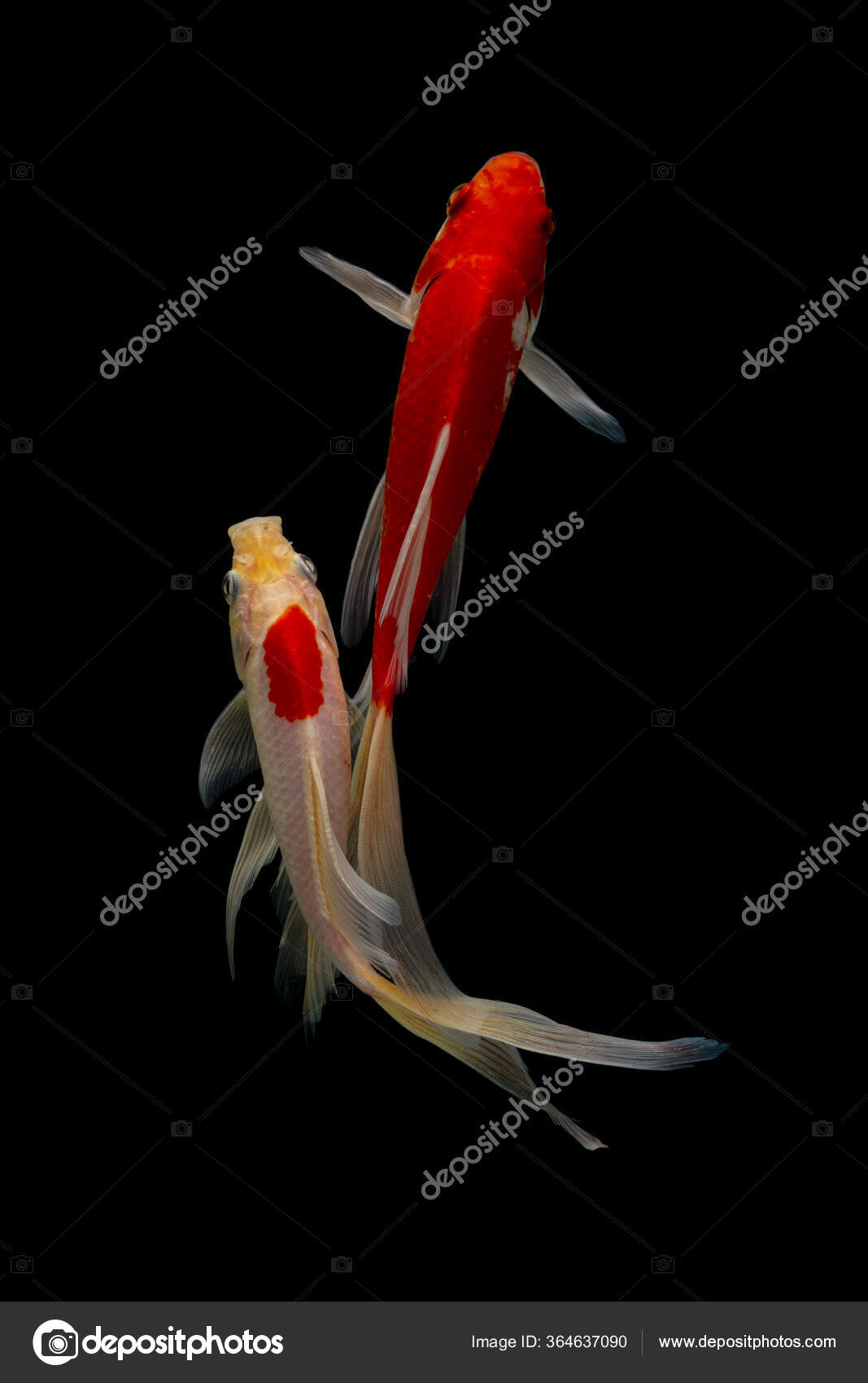 Most Beautiful Koi Fish Koi Fish Domesticated Version Common Carp Fish