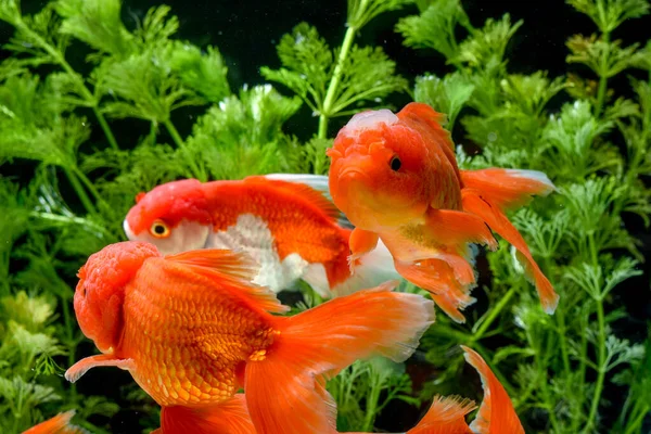 Carassius Auratus Goldfish Nature Background — Stock Photo ...