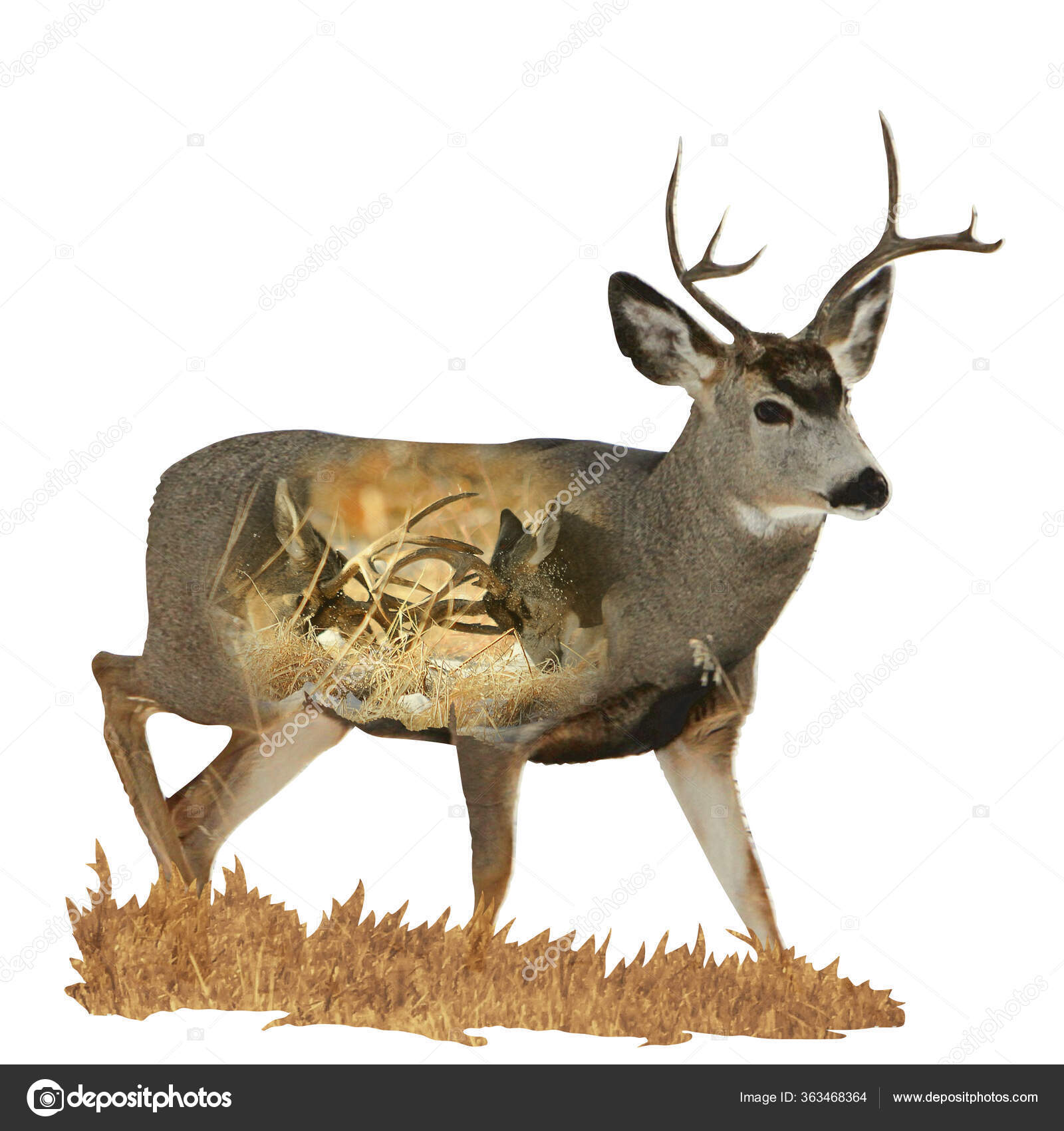 Mule Deer Scene Montage — Stock Photo © jasonhenrylives@yahoo.com ...