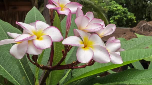 1,402 vídeos de Flor de plumeria, metraje de Flor de plumeria sin ...