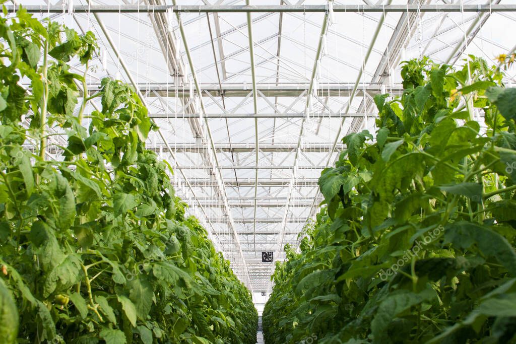 Tomates plantas que crecen dentro de un invernadero moderno en ...