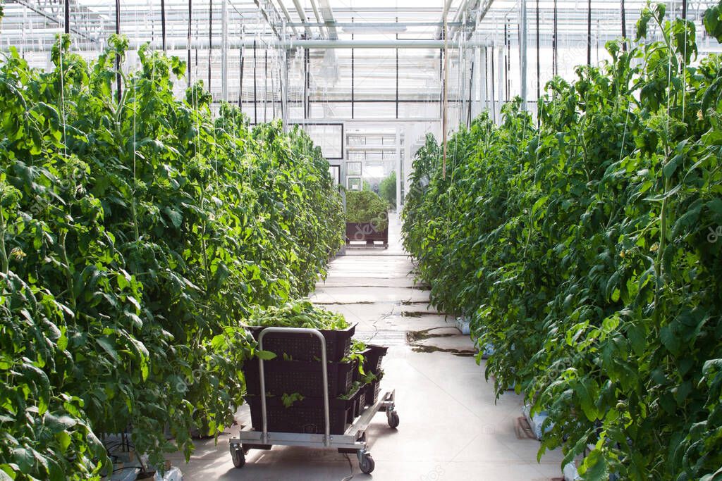 Un carro con hojas se encuentra en un moderno invernadero de tomates ...