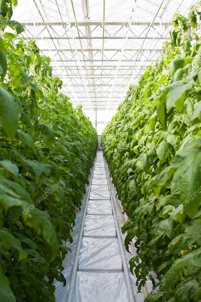 Tomates plantas que crecen dentro de un invernadero moderno en ...