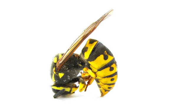Male Yellow Jacket