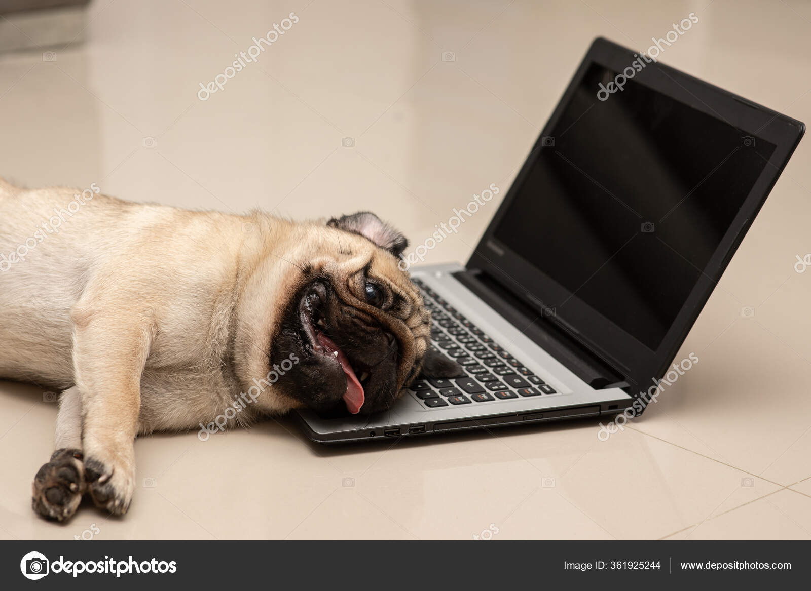 Dog Pug Breed Lying Computer Laptop Feeling Tried Lazy Work — Stock ...