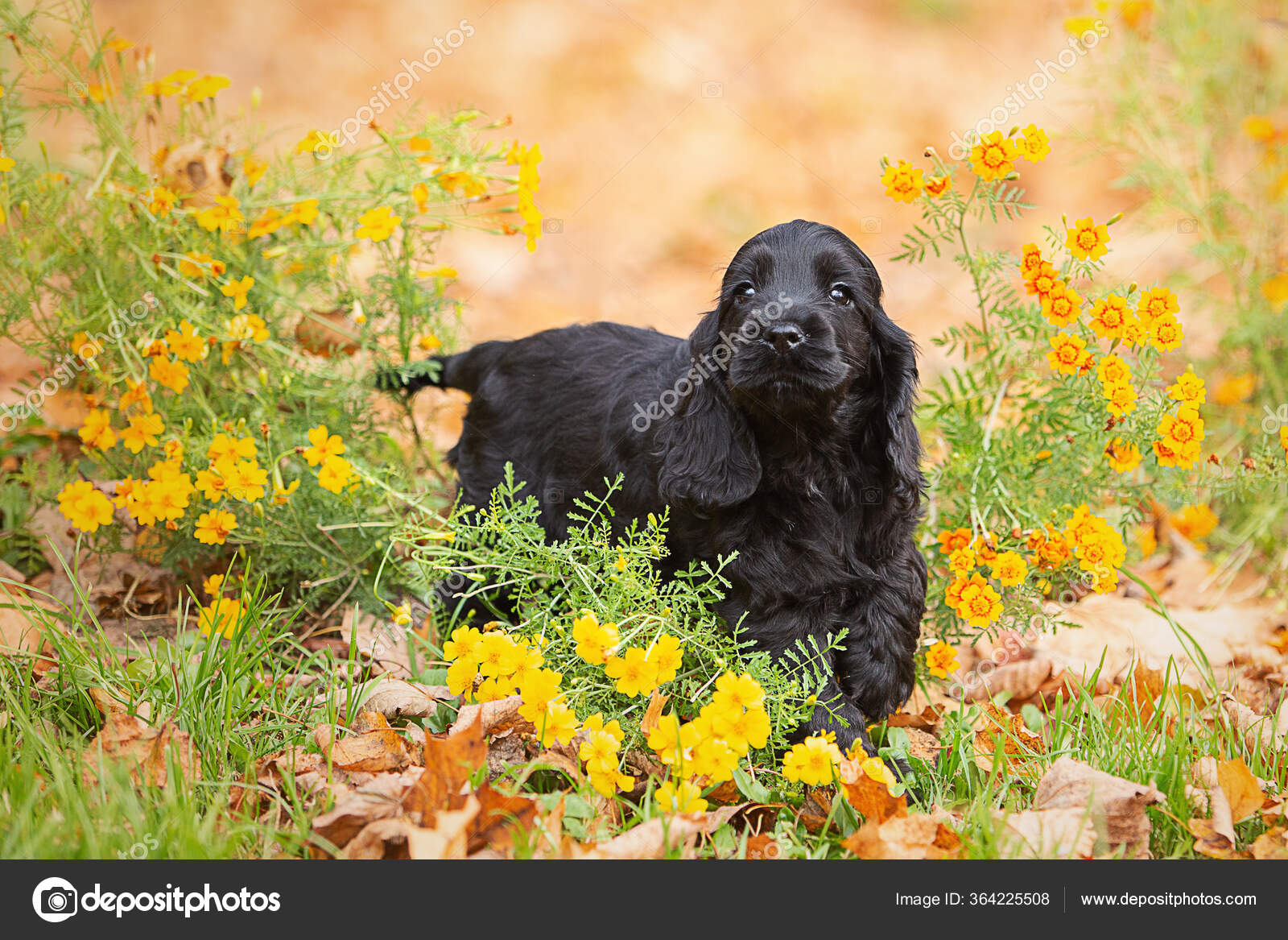 Black American Cocker Spaniel Puppy