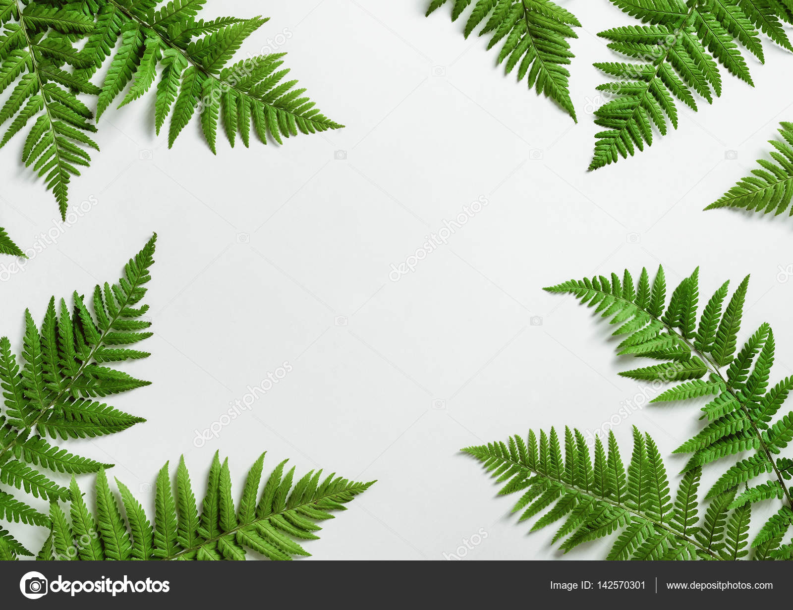 Fern botanical background Stock Photo by ©fortyforks 142570301