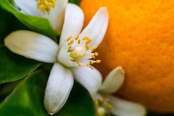 Neroli Stock Photos, Royalty Free Neroli Images | Depositphotos