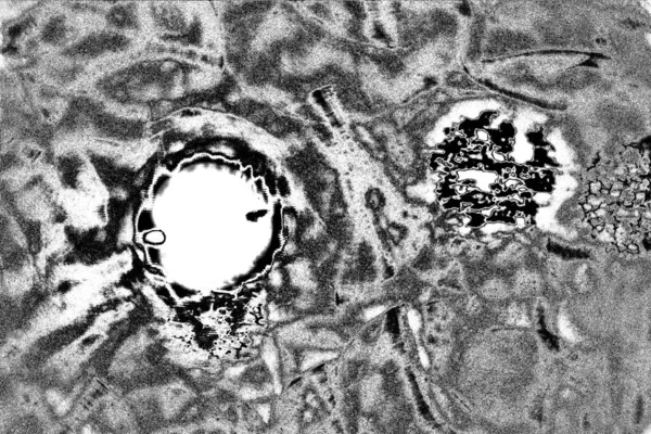 Plant Cell Mitochondria Microscope