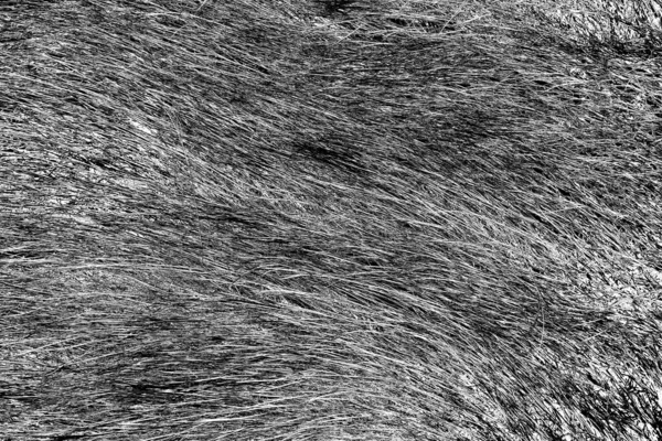 close up of boar fur texture, wildlife animal - Stock Image - Everypixel