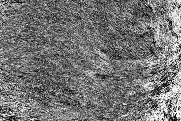 close up of boar fur texture, wildlife animal - Stock Image - Everypixel