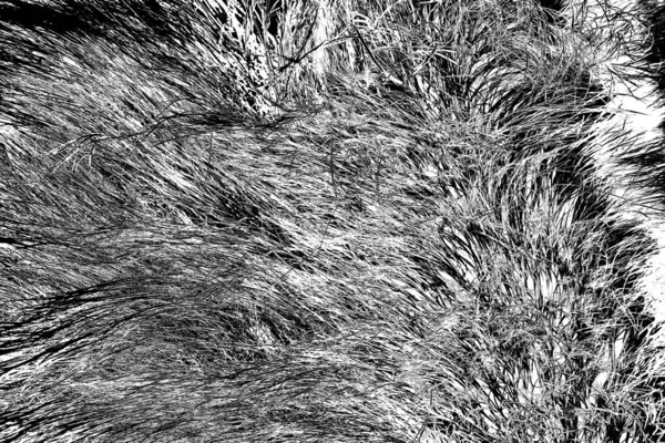 Boar fur texture, wildlife animal, close up - Stock Image - Everypixel