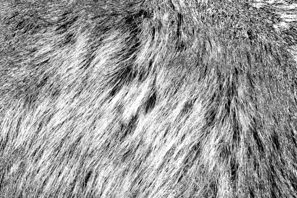 close up of boar fur texture, wildlife animal - Stock Image - Everypixel