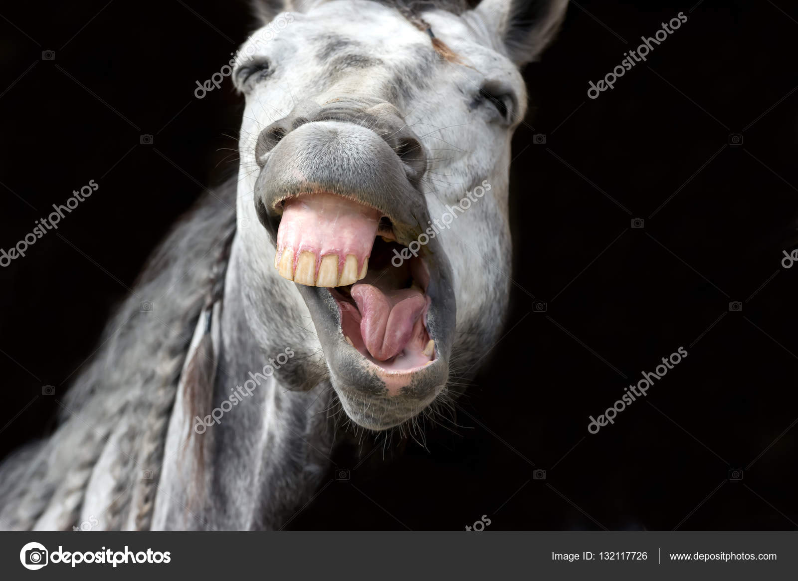 Funny Smiling Animal Faces