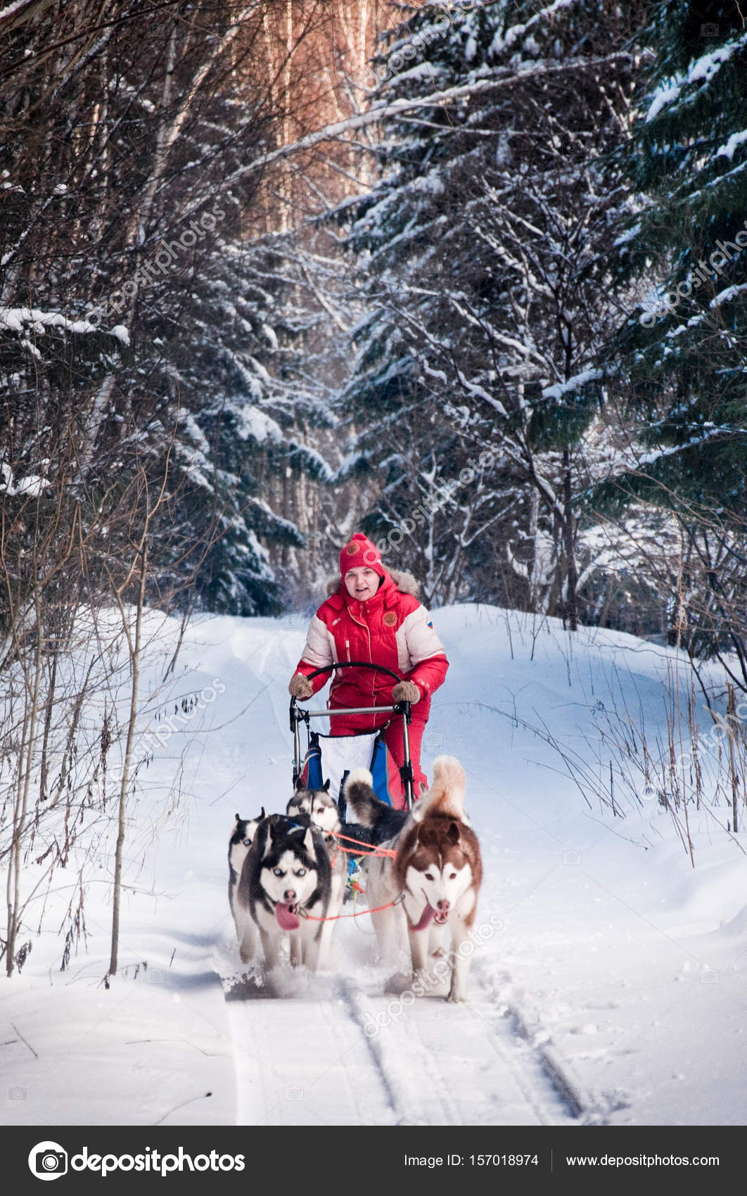 Woman musher hiding behind sleigh at sled dog race on snow in wi ...