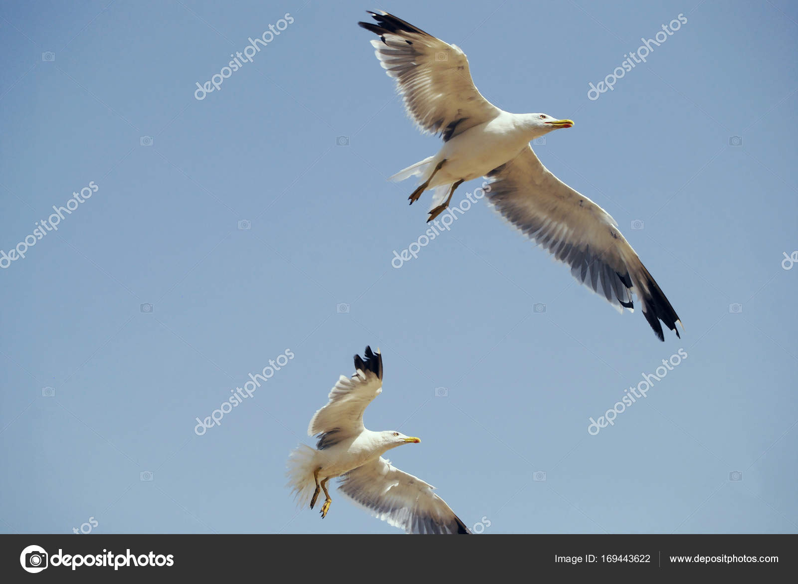Two seagulls in the sky Stock Photo by ©korinoxe 169443622