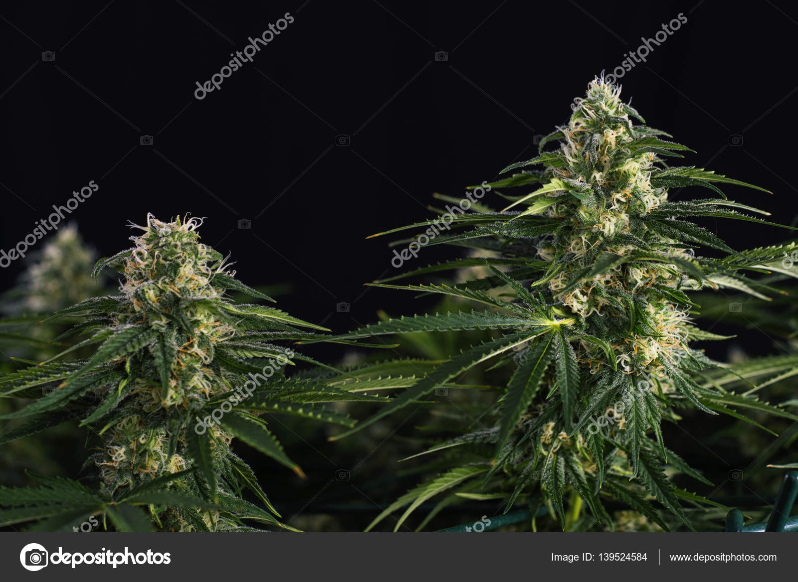 Black Russian Weed