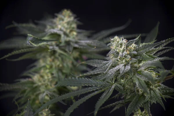 Cannabis cola (Ruassian Doll marijuana strain) isolated on white Stock ...