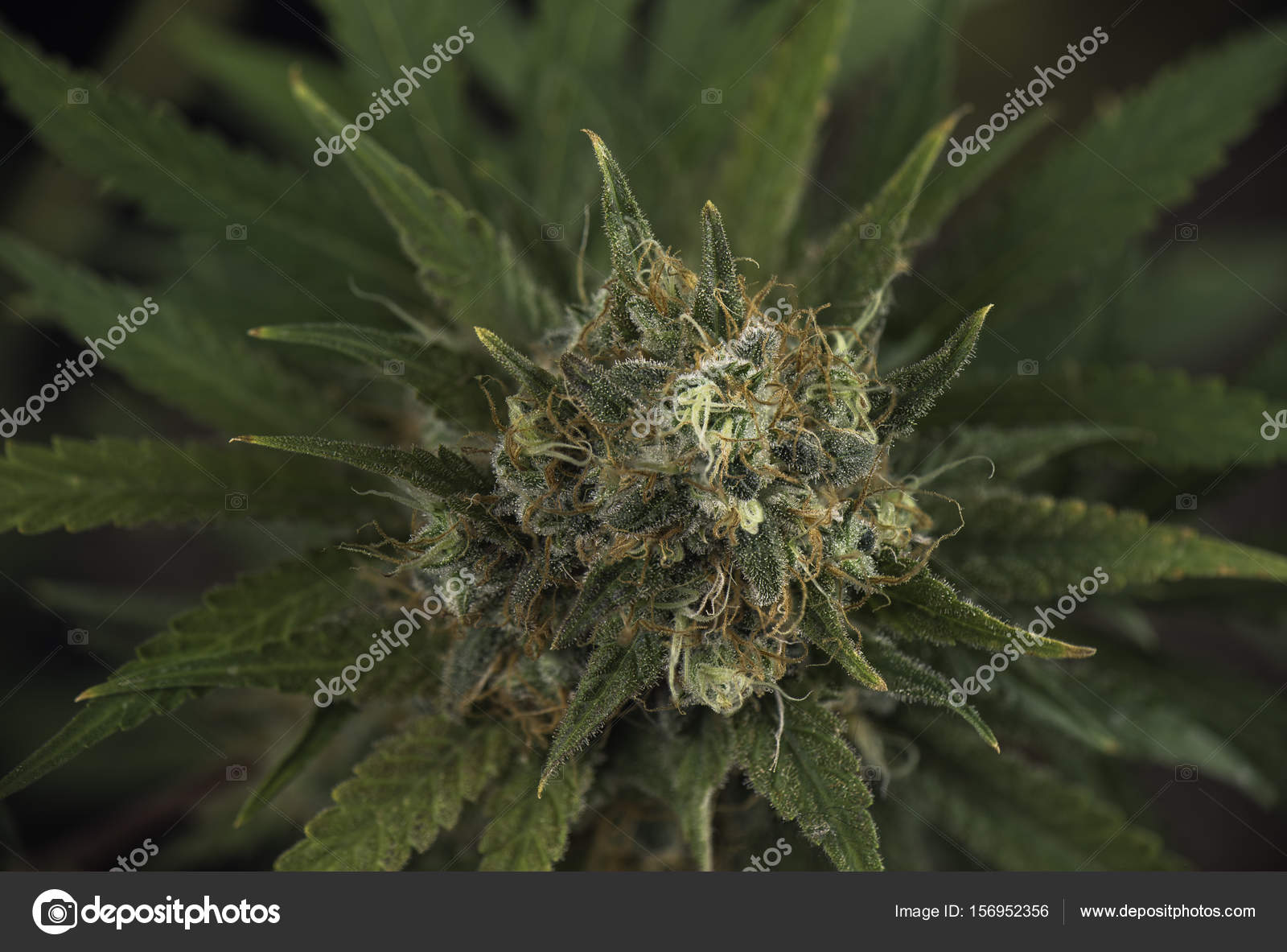 Black Russian Weed