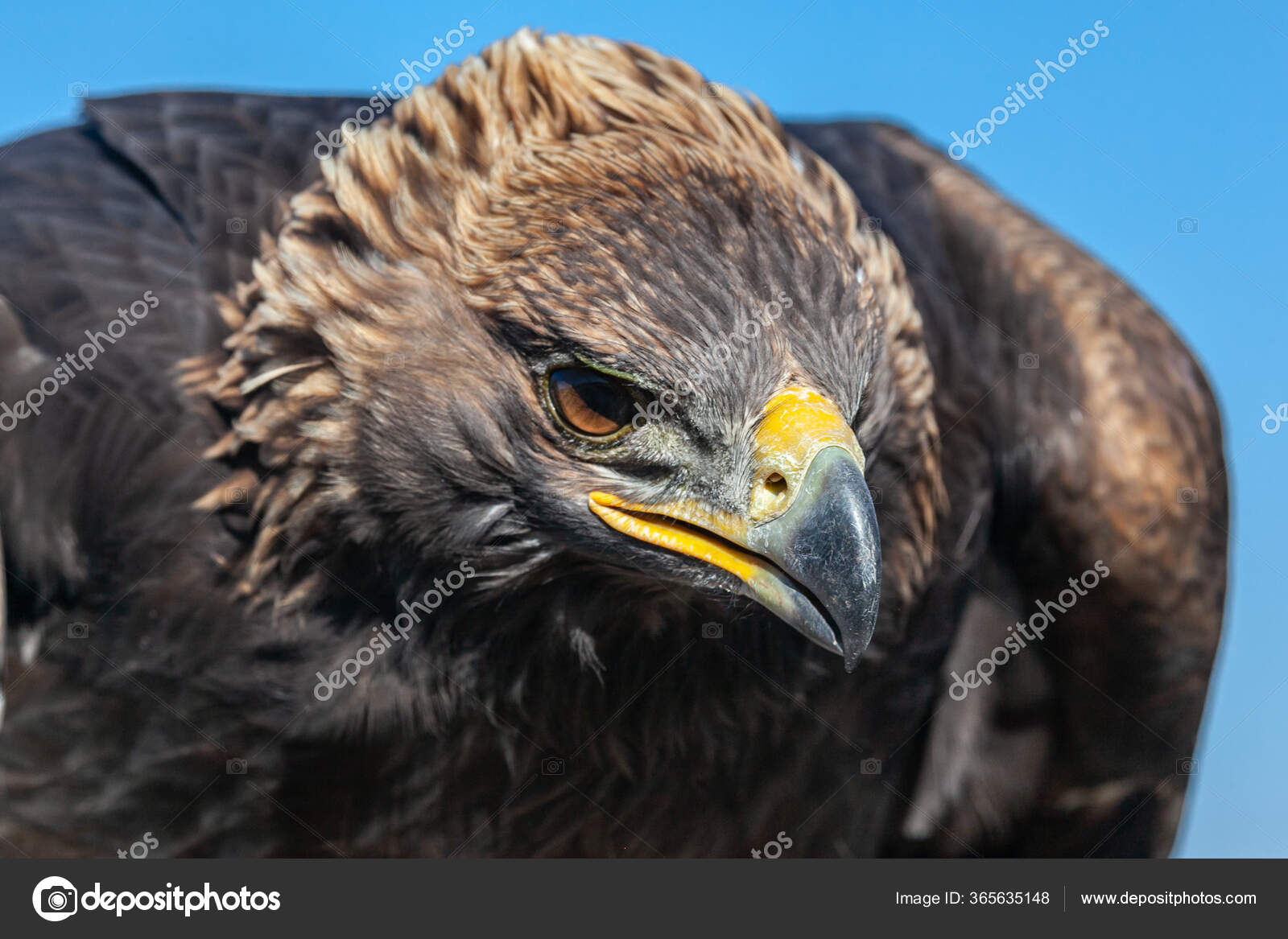 Portrait Golden Eagle Hunting Head Close Brown — Stock Photo © mzuuzu ...