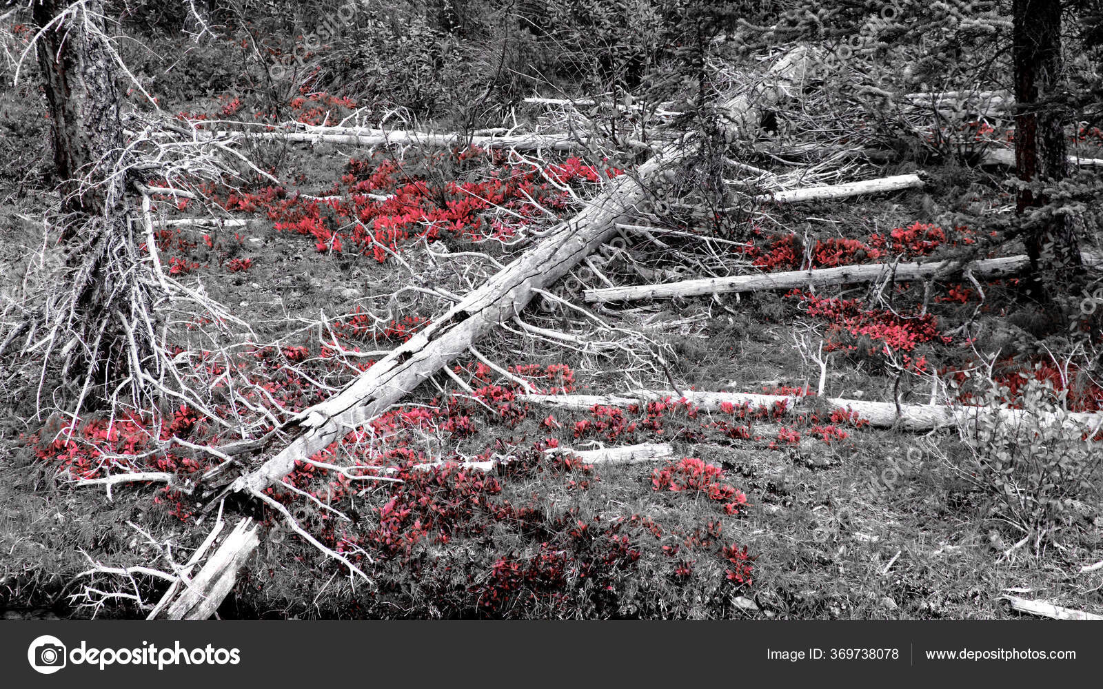 Dead Fallen Dry Out Tree Surrounded Red Floral Jasper National — Stock ...