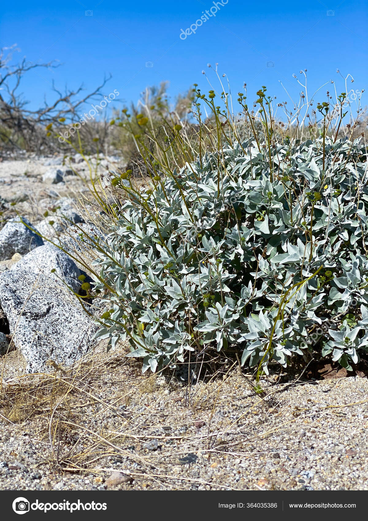 California Desert Bush Silver Buttonwood Shrub — Stock Photo © Liubov ...