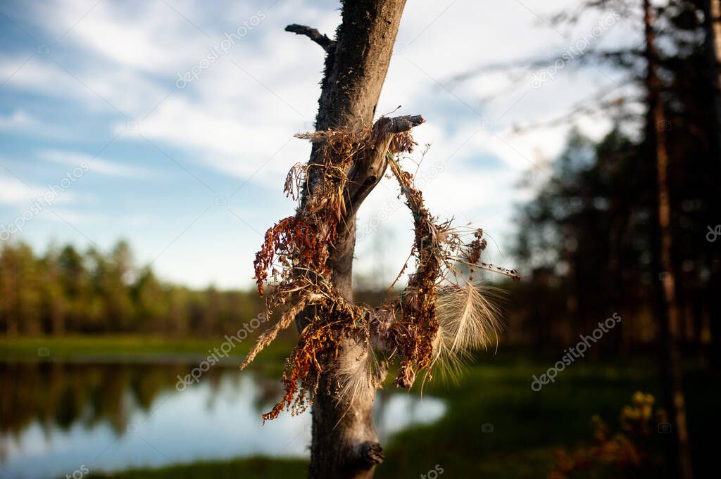 un ramo de ramas secas en un árbol con fondo desenfocado de lago y ...
