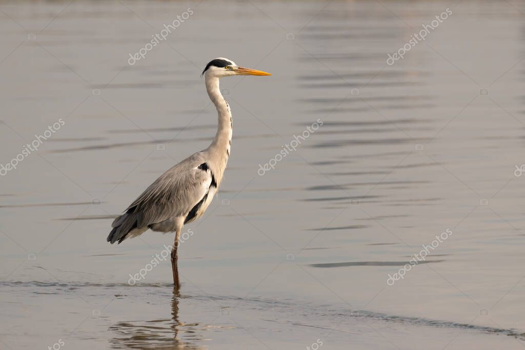 Una Garza Gris solitaria (Ardea cinerea), parada en las aguas poco ...