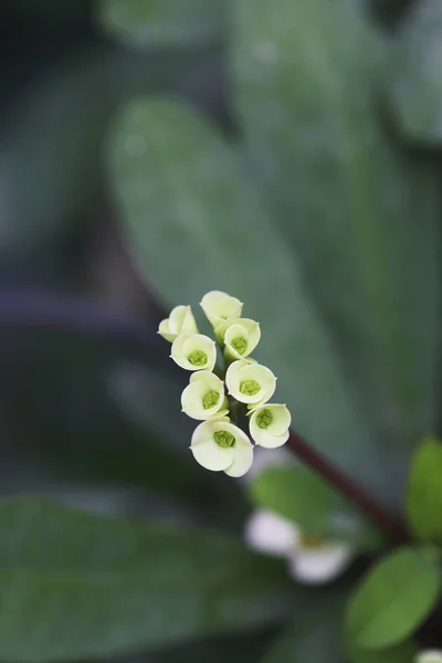 Fotos de Planten bloem, Imagens de Planten bloem sem royalties ...