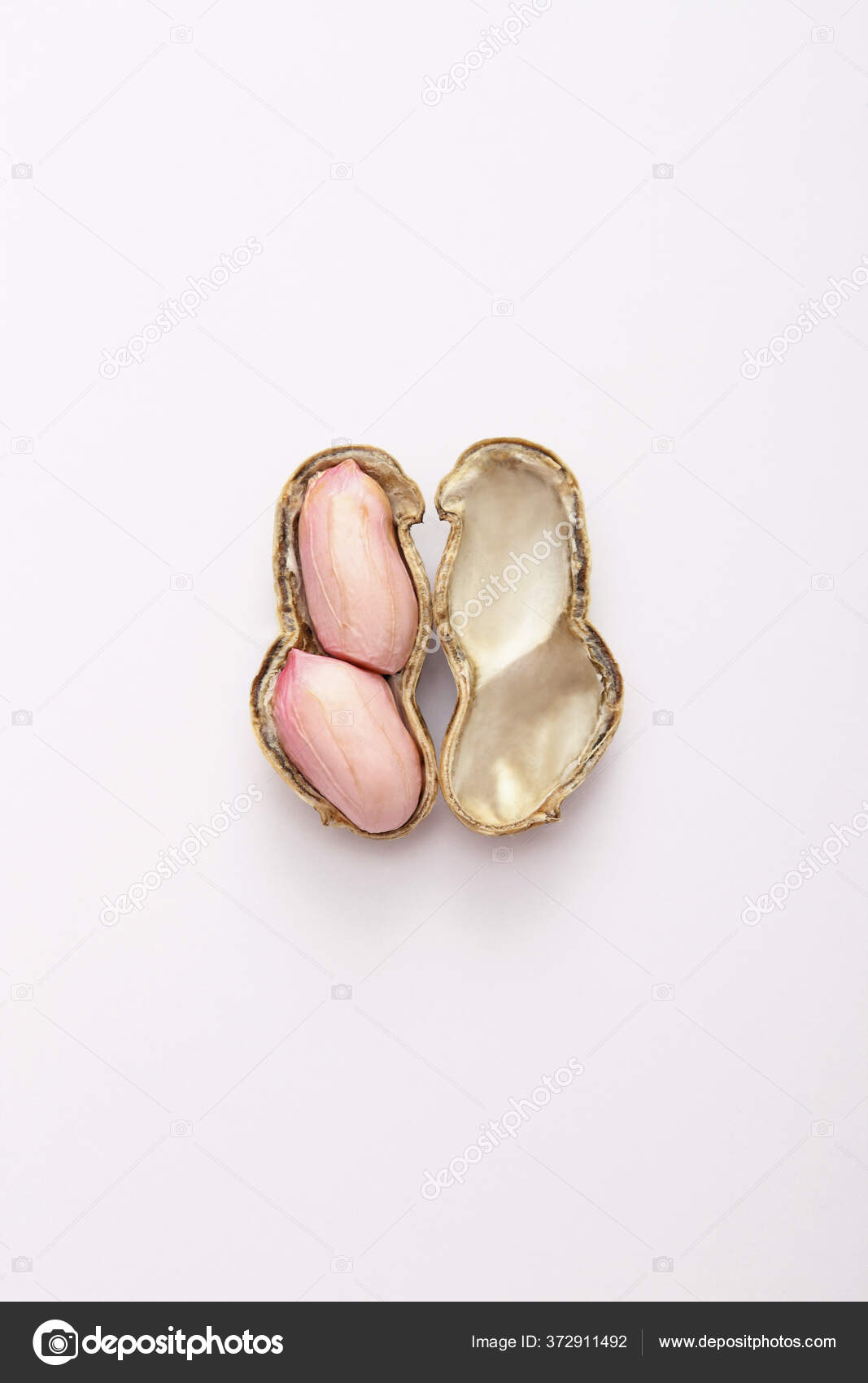 Opened Peanut White Background Stock Photo by ©image_hit 372911492