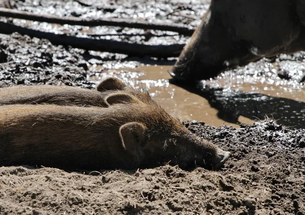 Pipeline pig cleaning Stock Photos, Royalty Free Pipeline pig cleaning ...