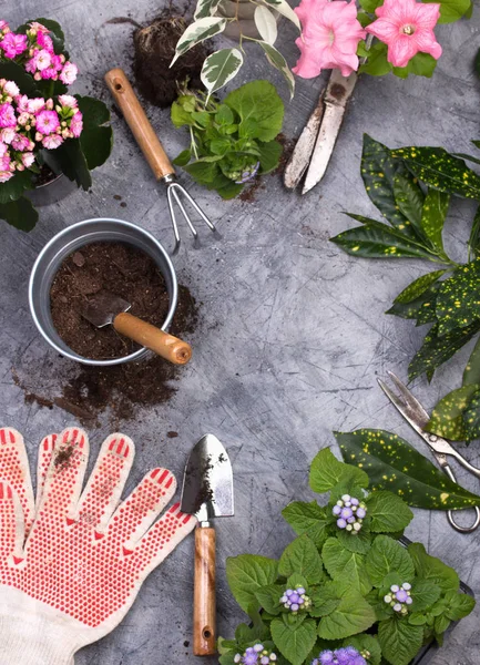 Beautiful flowers and gardener equipment — Stock Photo © belchonock ...